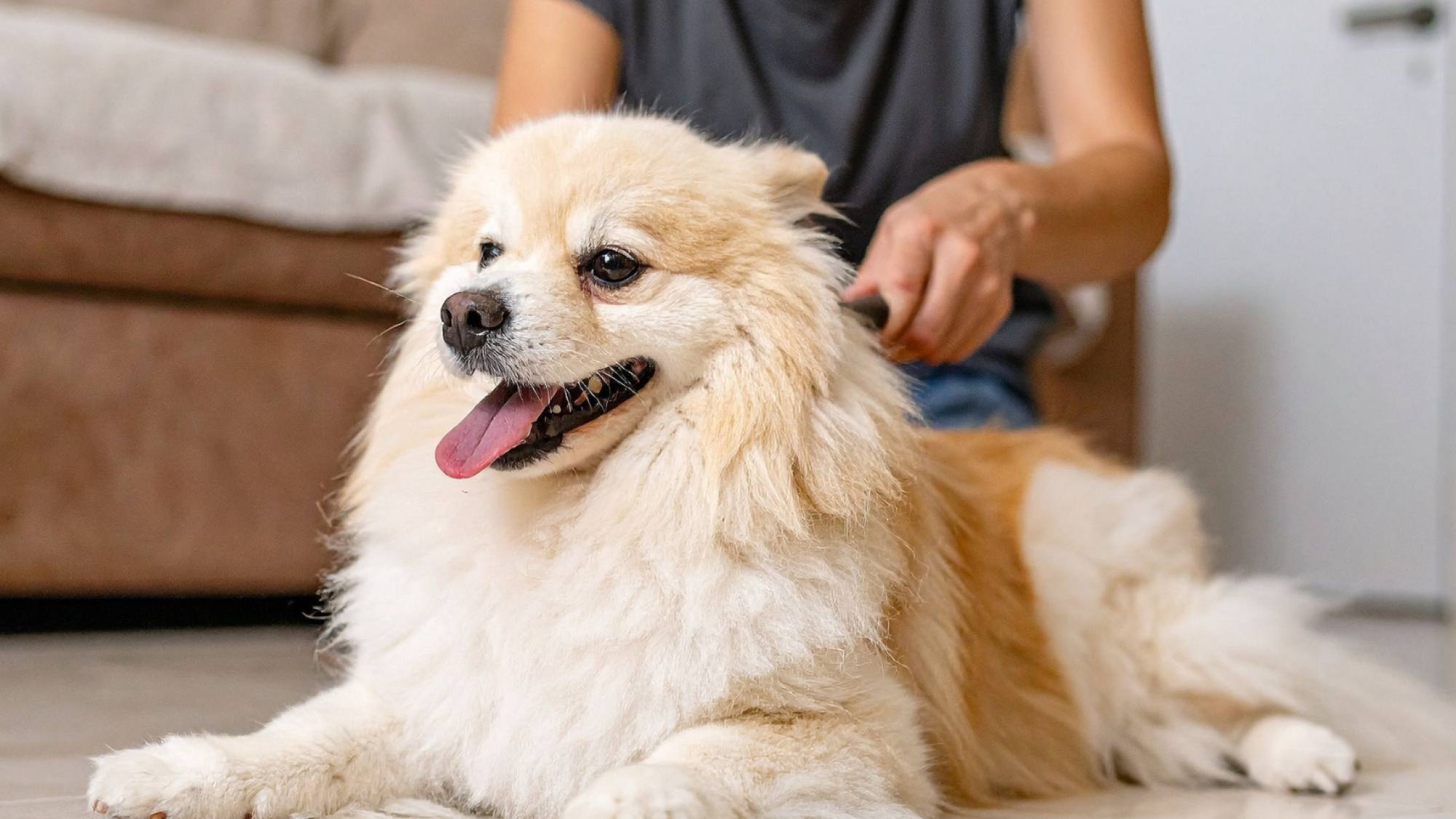 Cinco cuidados esenciales para la piel y pelaje de tu perro: consejos ...