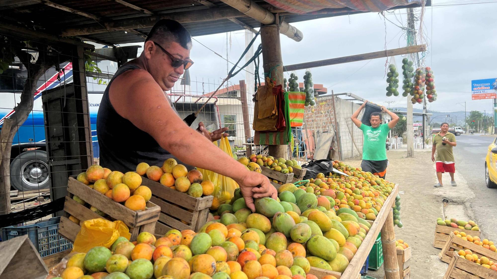 La cosecha de mango bajó un 50 % este año por las "heladas", según los ...