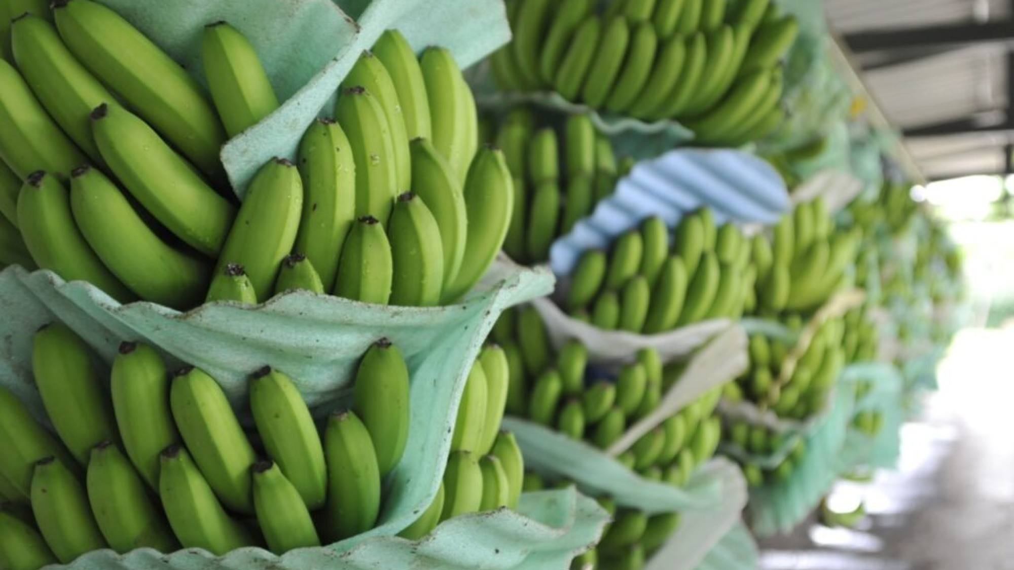 Agrocalidad confirma presencia de Fusarium R4T en bananeras de El Oro y ...